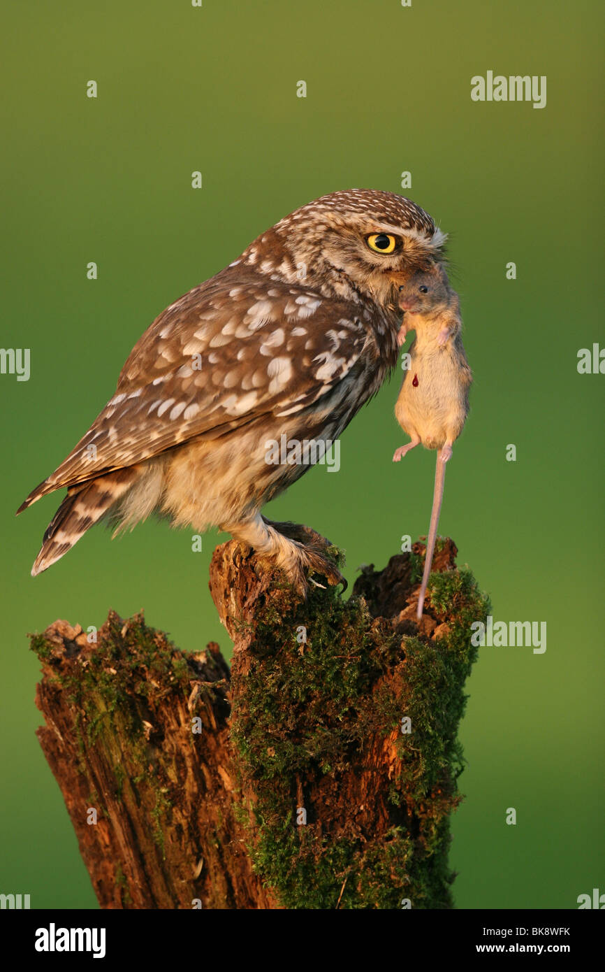 Little owl with a mouse Stock Photo - Alamy