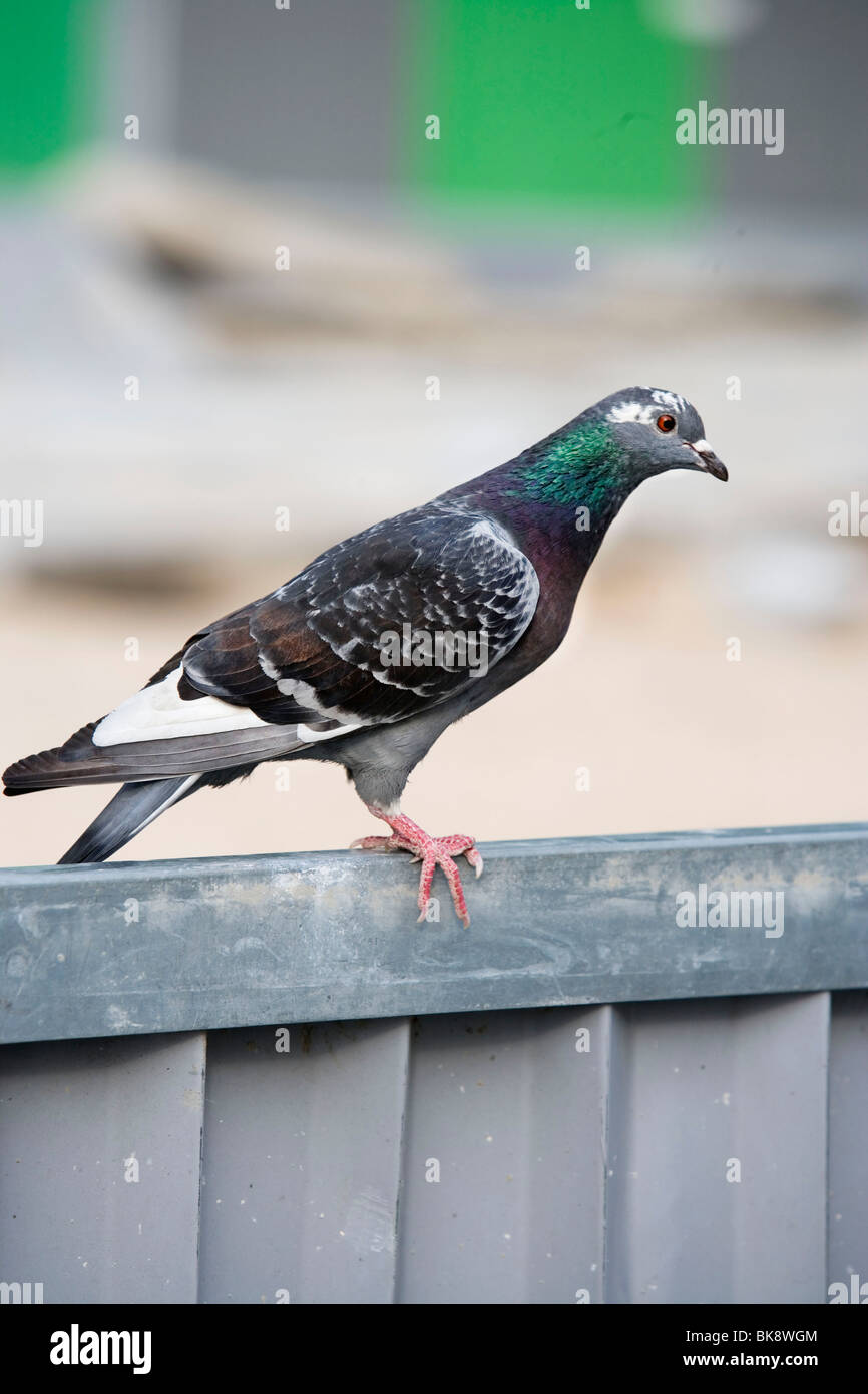 Pigeon gate fence hi-res stock photography and images - Alamy