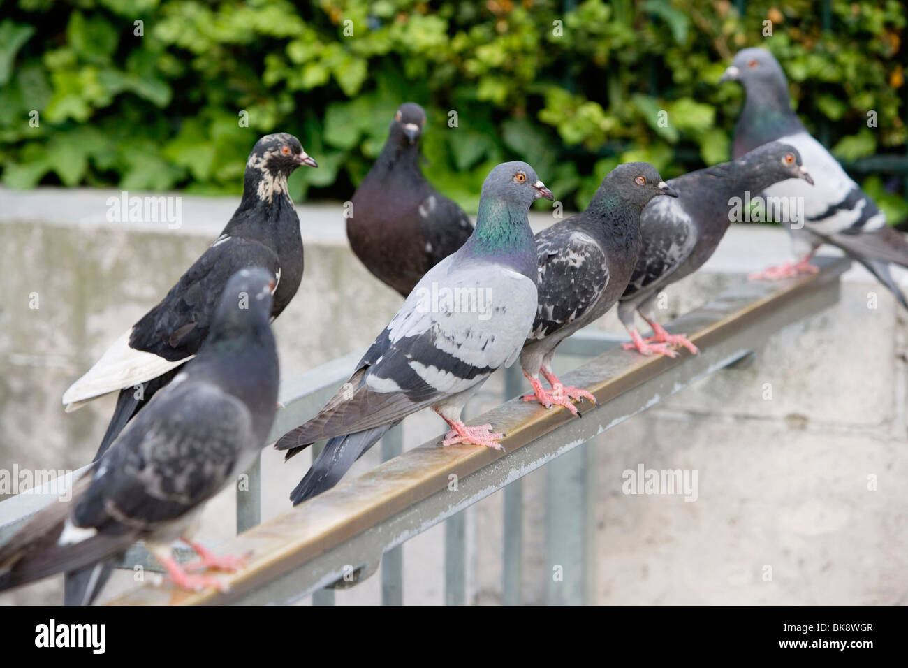 Pigeon gate fence hi-res stock photography and images - Alamy