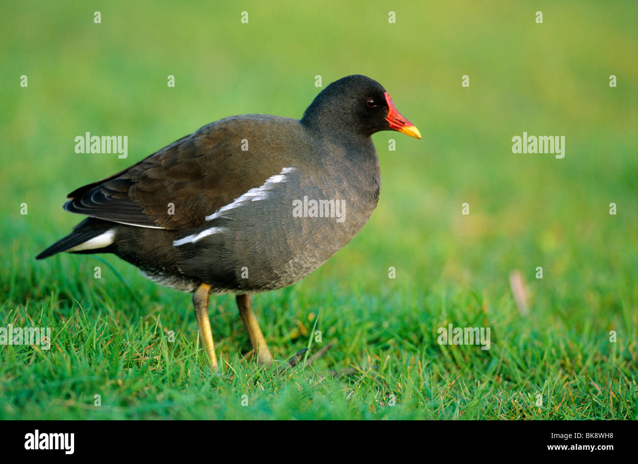 Common Moorhen (Gallinula chloropus), standing in a meadow Stock Photo ...