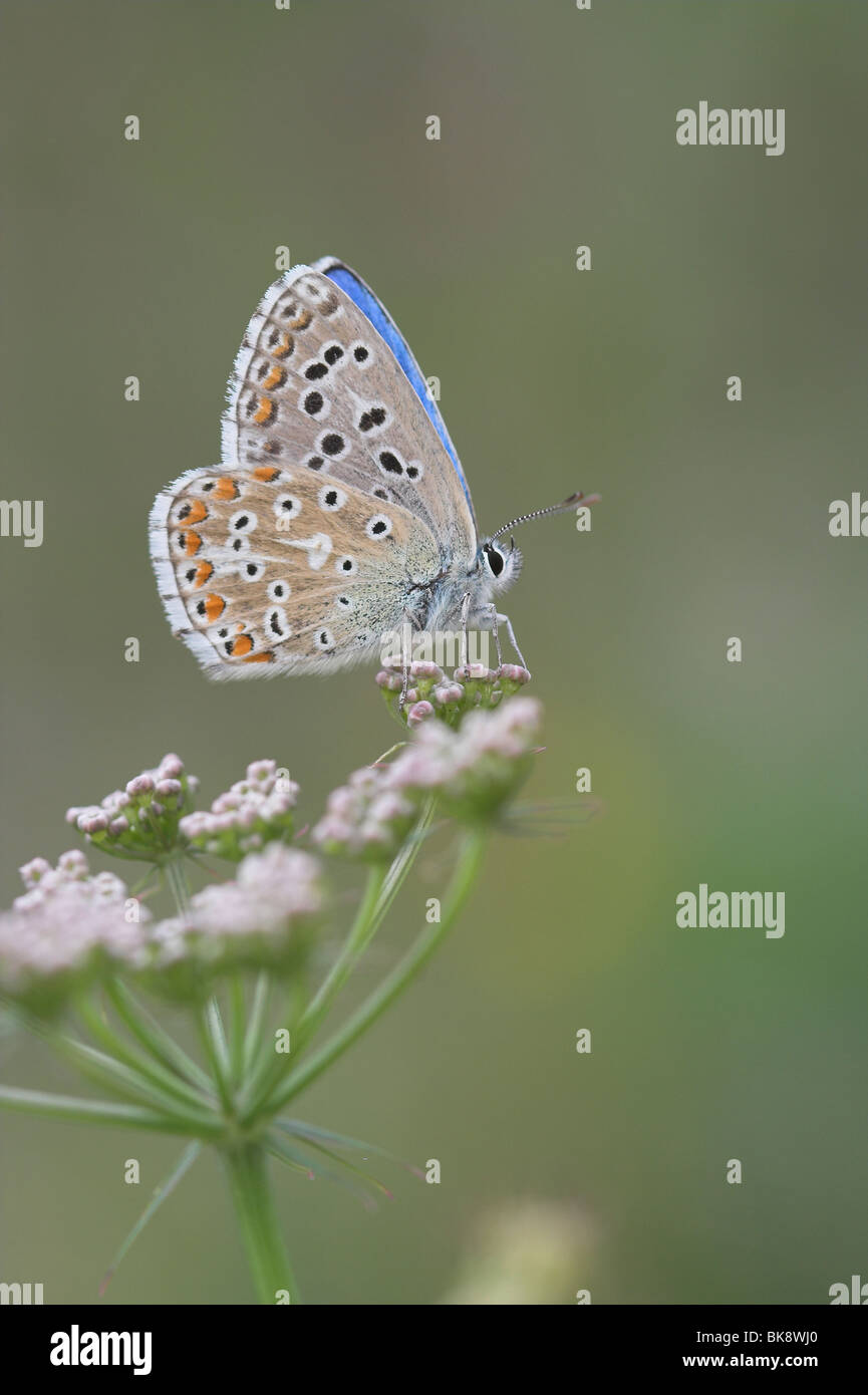 Adonis Blue male underwing view Stock Photo - Alamy