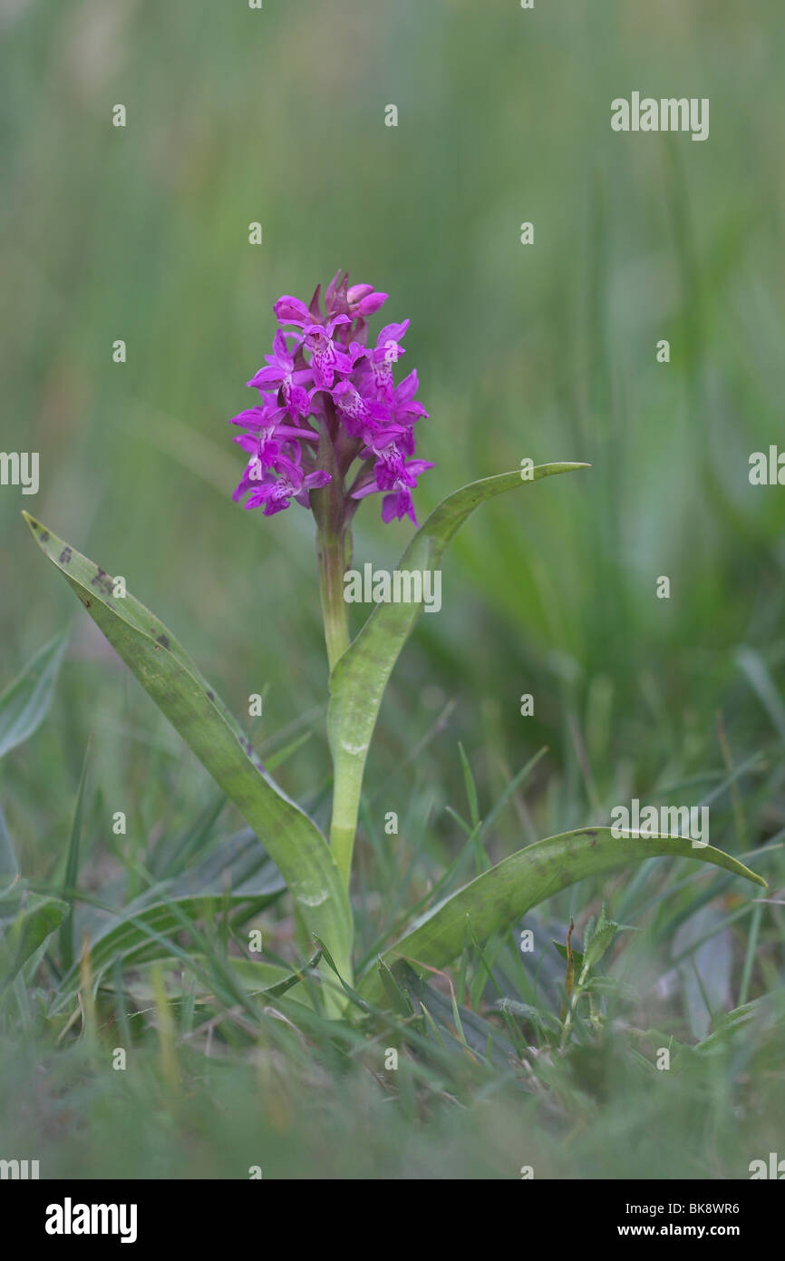 Broad-leaved Marsh Orchid Stock Photo - Alamy