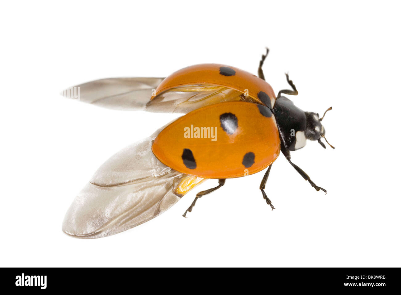 Ladybug Flight Not Flying Not Wing High Resolution Stock Photography ...
