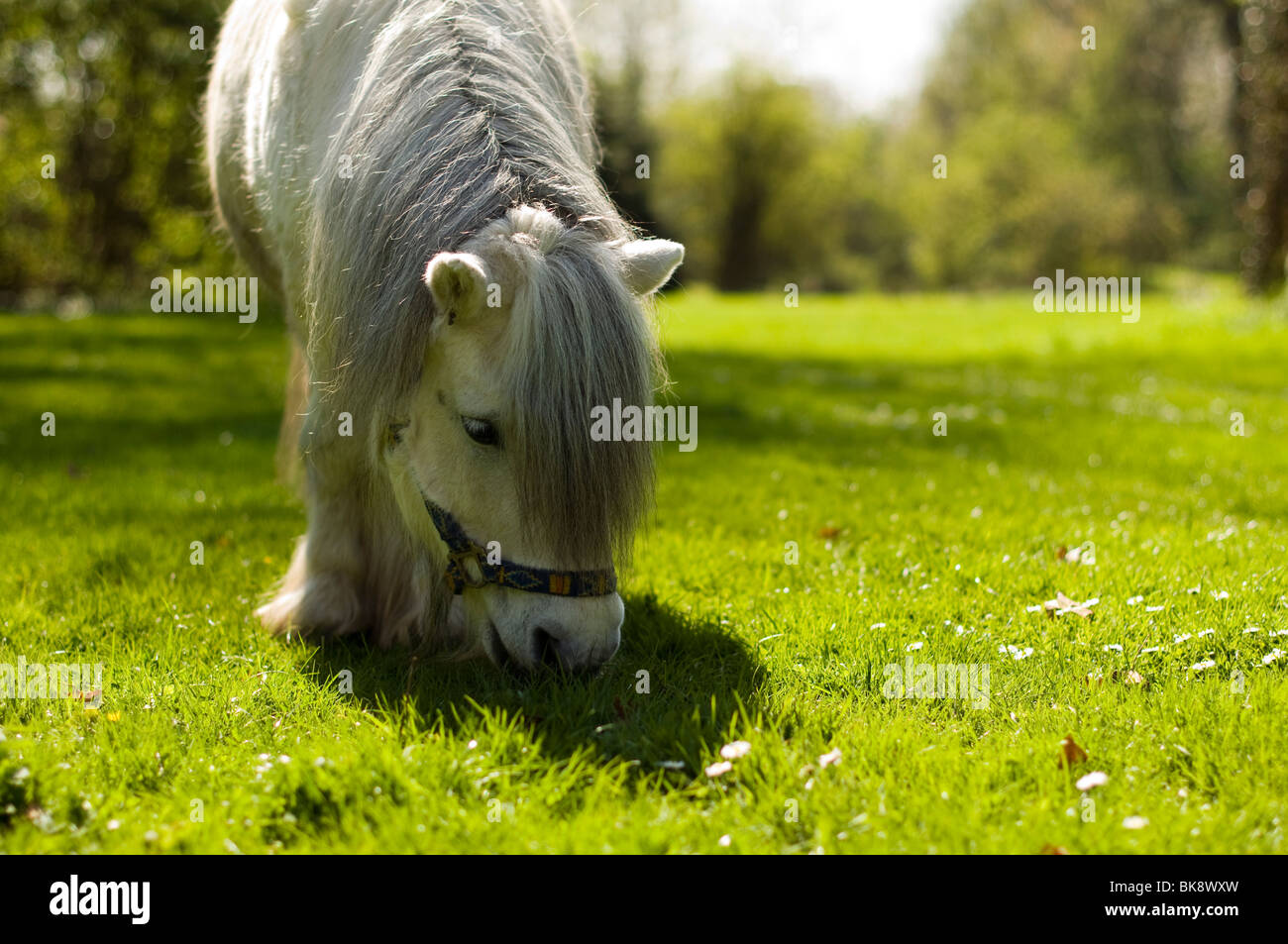 Pony eating hi-res stock photography and images - Alamy