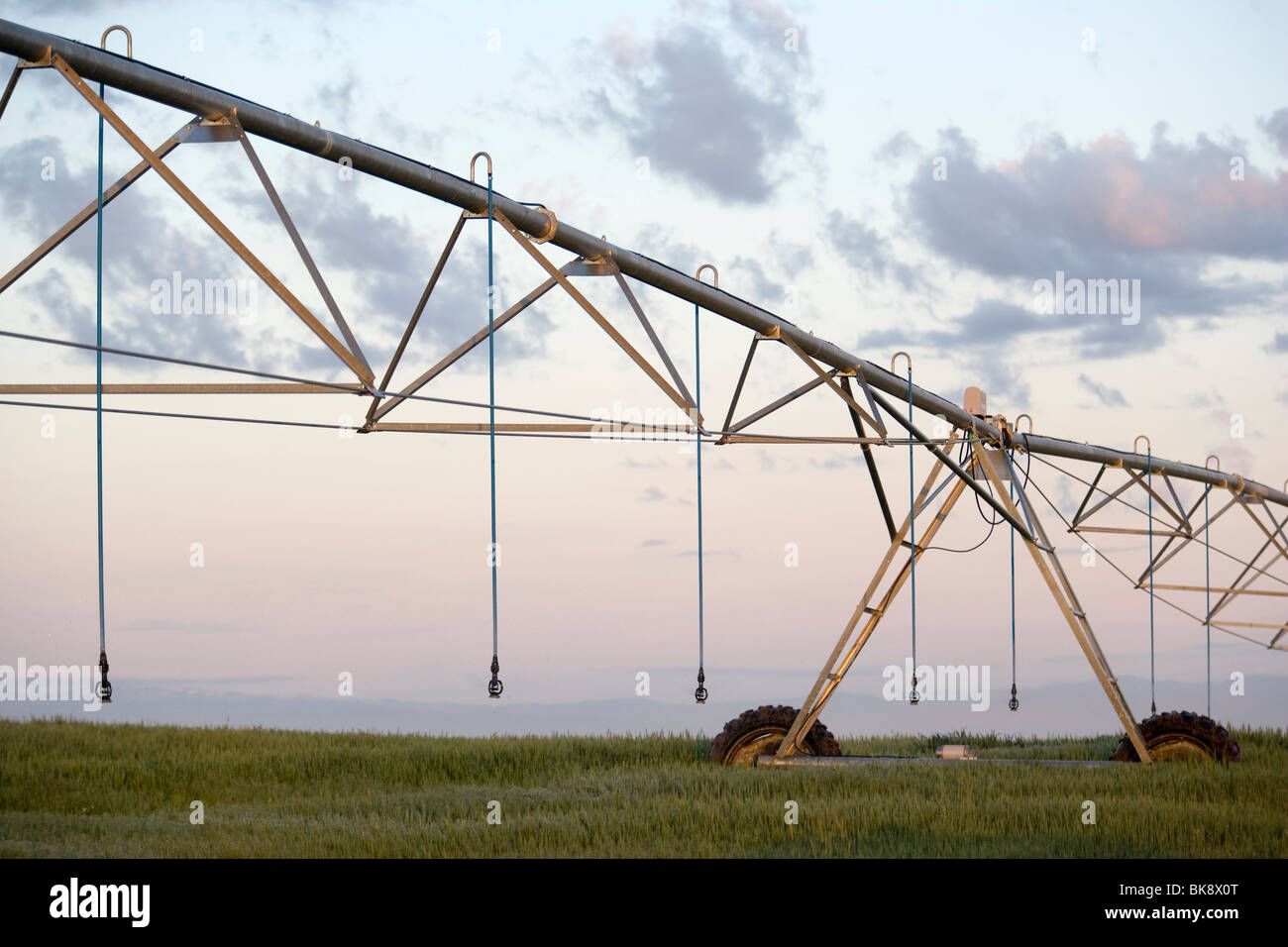 Agricultural sprinkler irrigating crops Stock Photo - Alamy