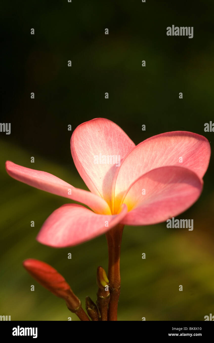 Michelia hi-res stock photography and images - Alamy