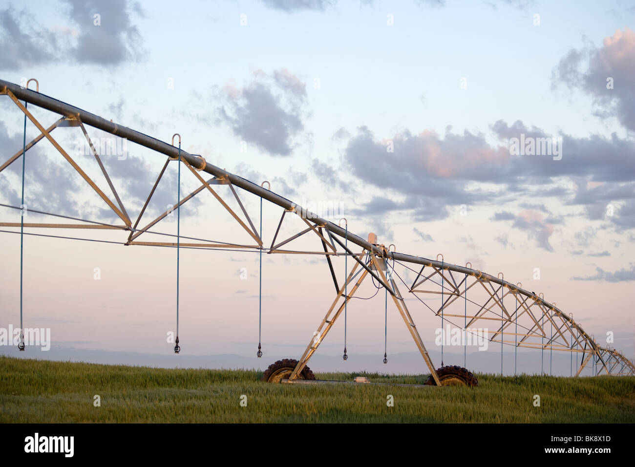 Agricultural sprinkler irrigating crops Stock Photo - Alamy