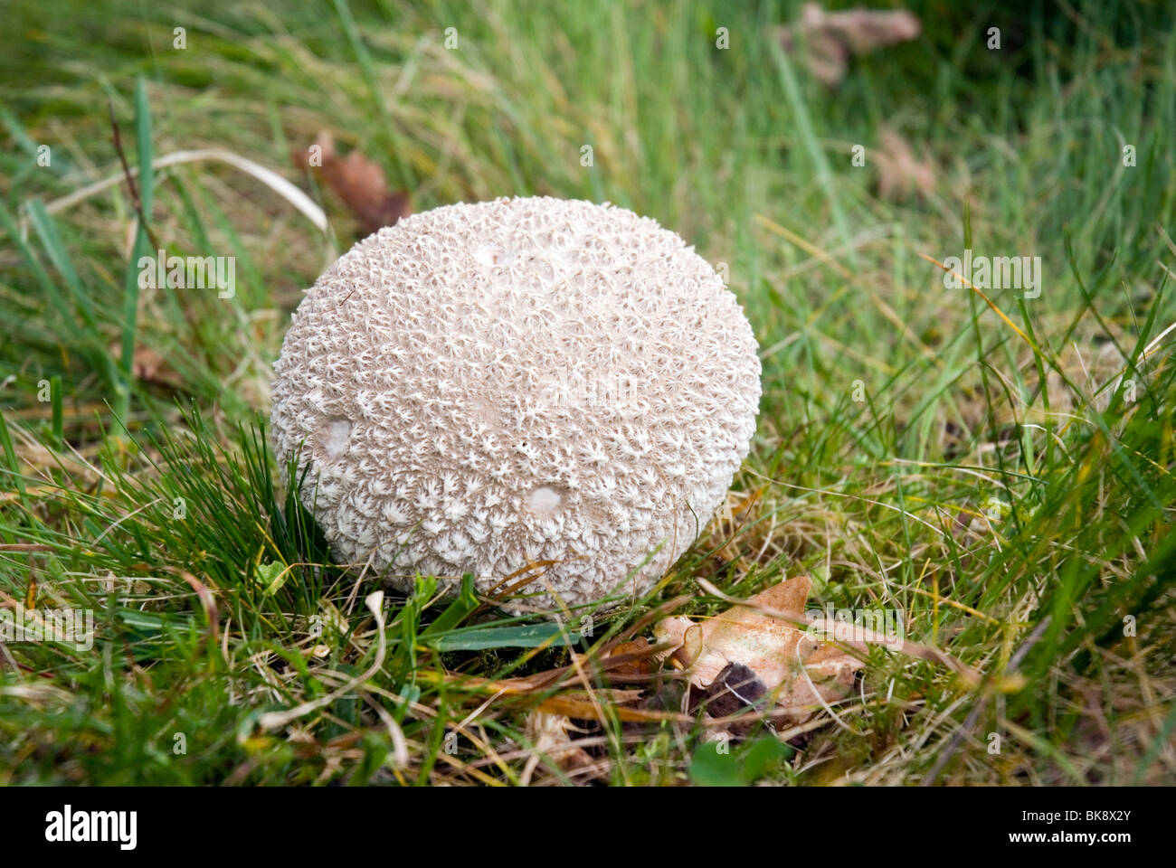 Mosaic puffball hi-res stock photography and images - Alamy