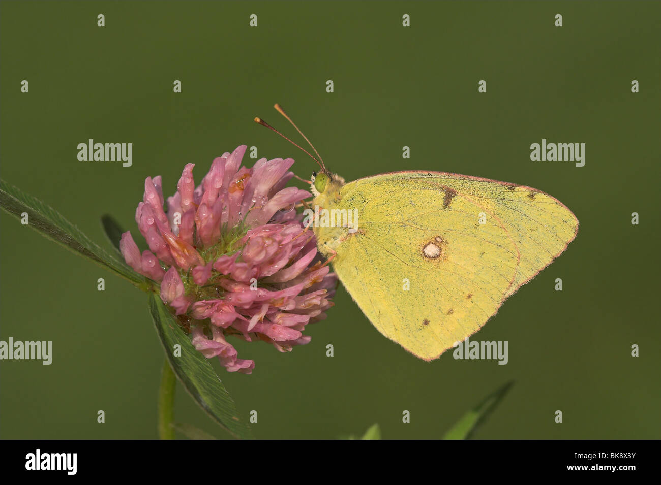 Clouded Yellow underwing view Stock Photo - Alamy