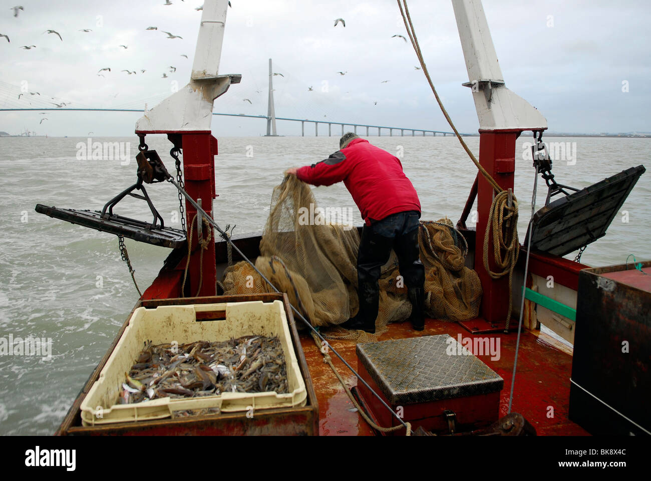 Shrimp fishing in the estuary of the Seine River Stock Photo - Alamy