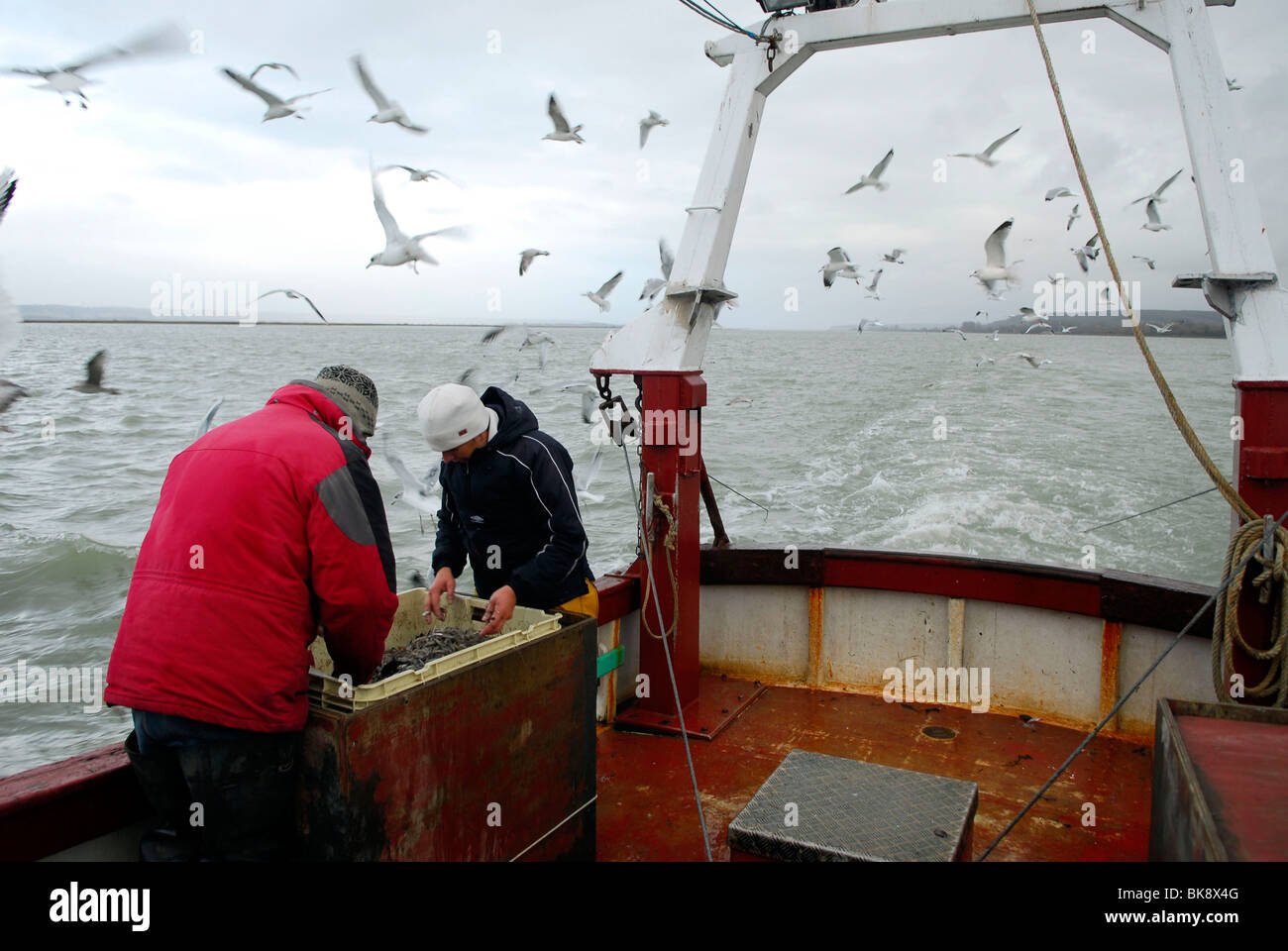 Shrimp fishing in the estuary of the Seine River Stock Photo - Alamy