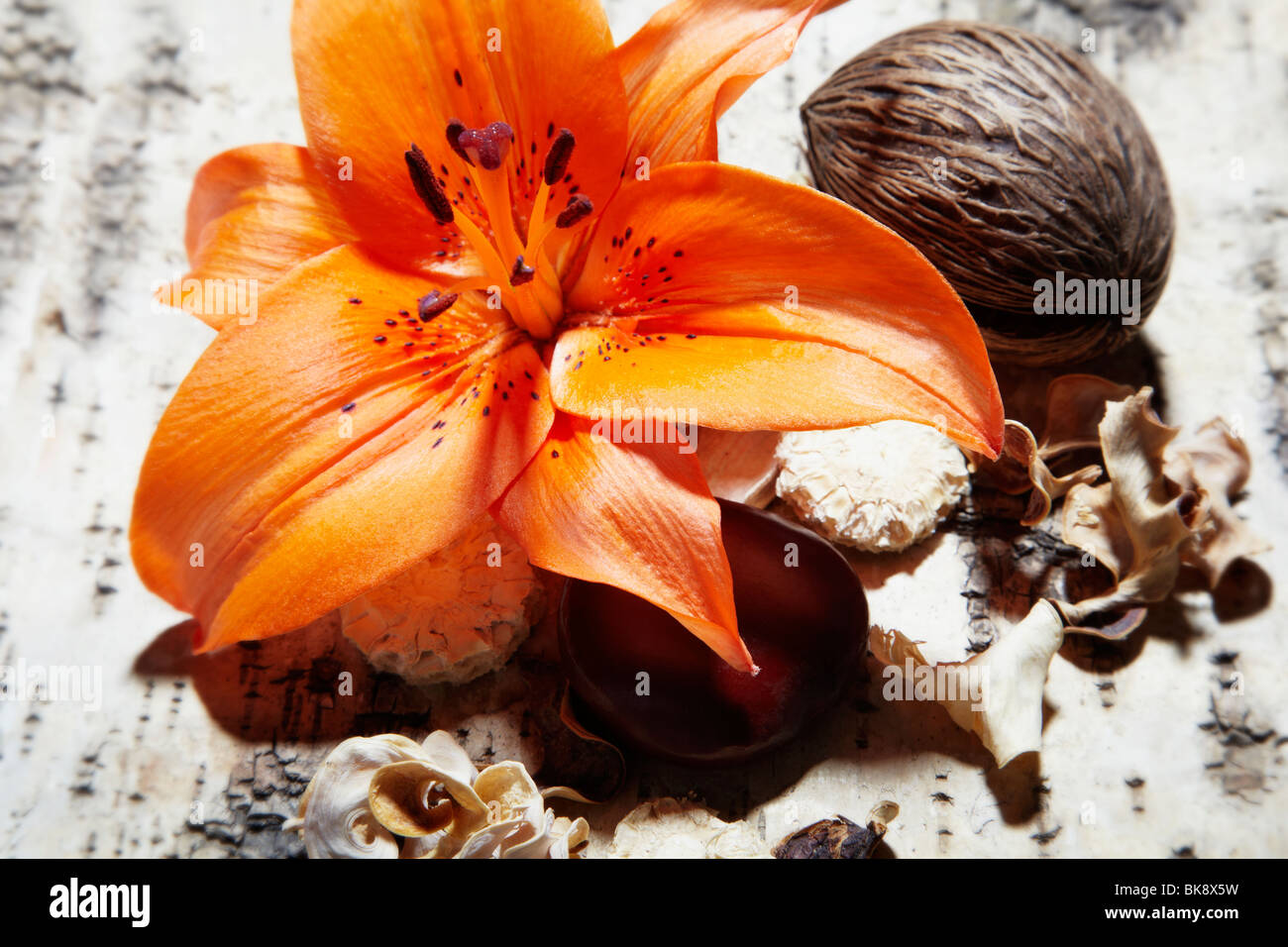 Orange-coloured lily on old bark Stock Photo - Alamy