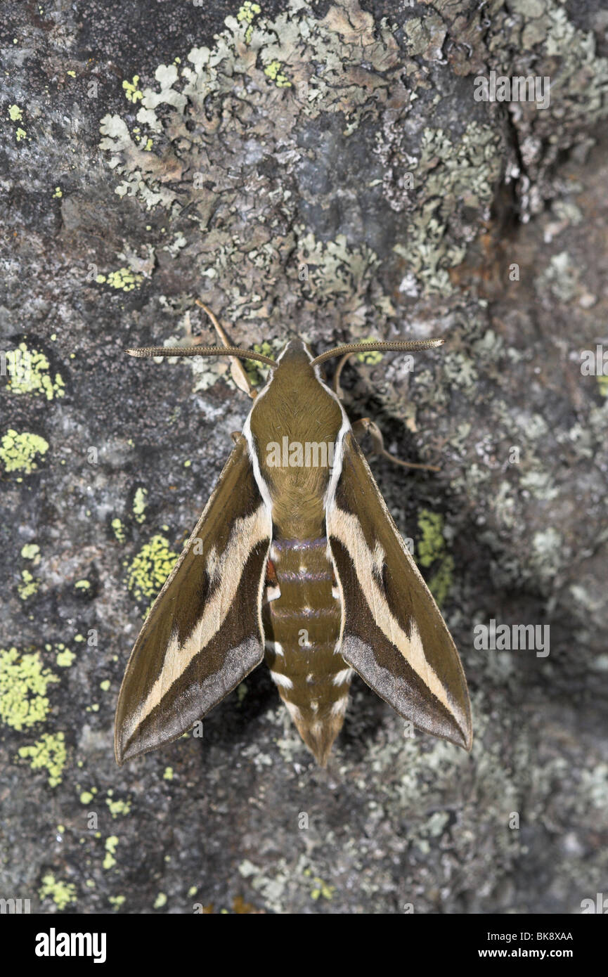 Bedstraw hawk moth hi-res stock photography and images - Alamy