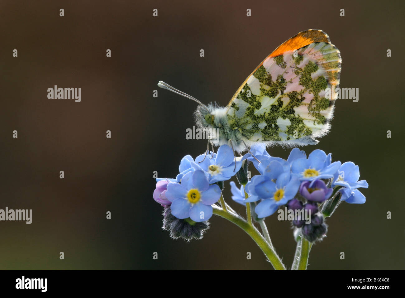 Orange tip on the forget me not Stock Photo - Alamy