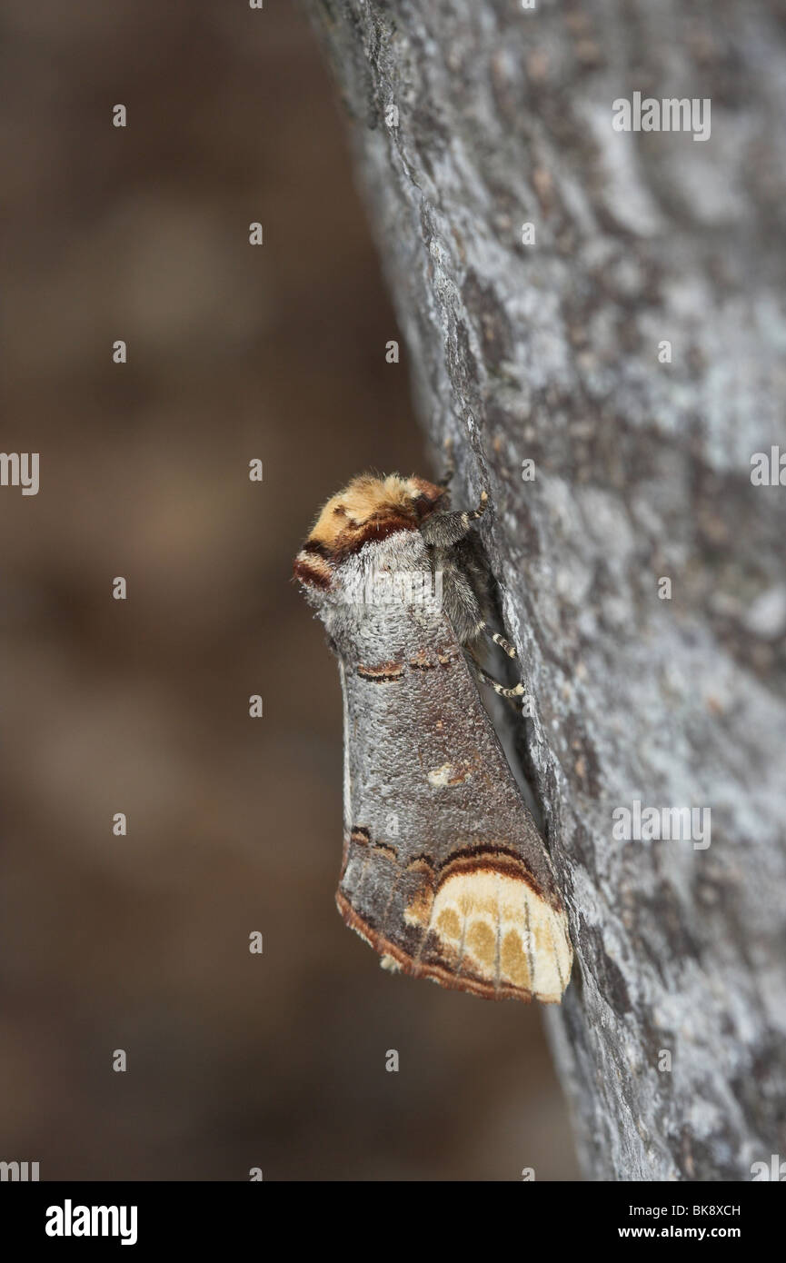 Buff-tip side view Stock Photo - Alamy