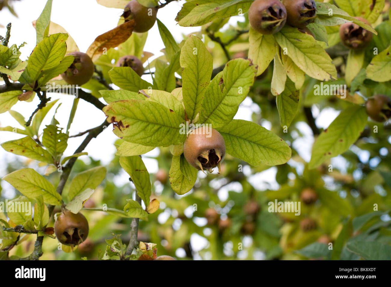 Fruit breadth hi-res stock photography and images - Alamy