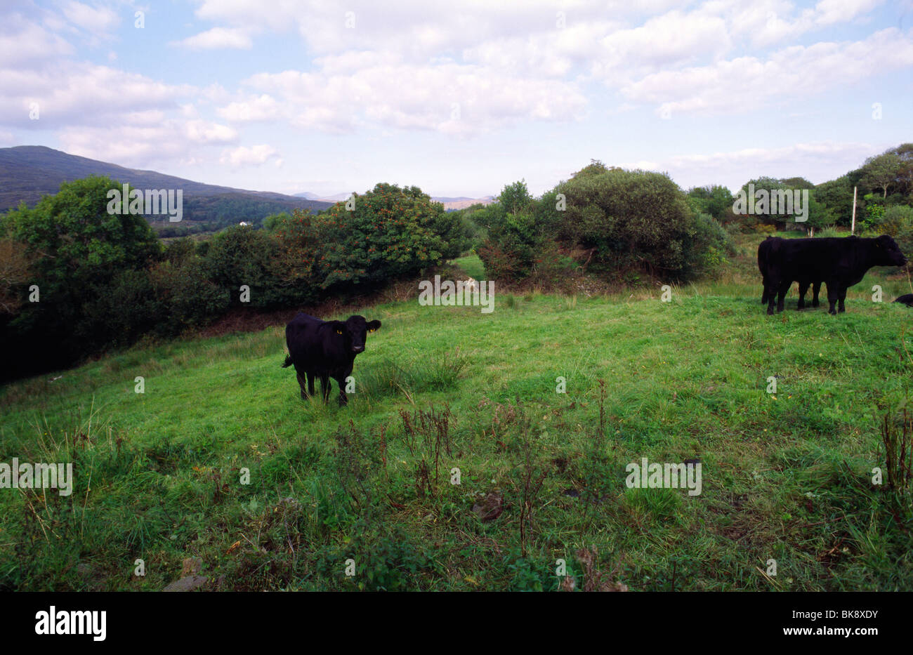 Ireland farm cattle hi-res stock photography and images - Alamy