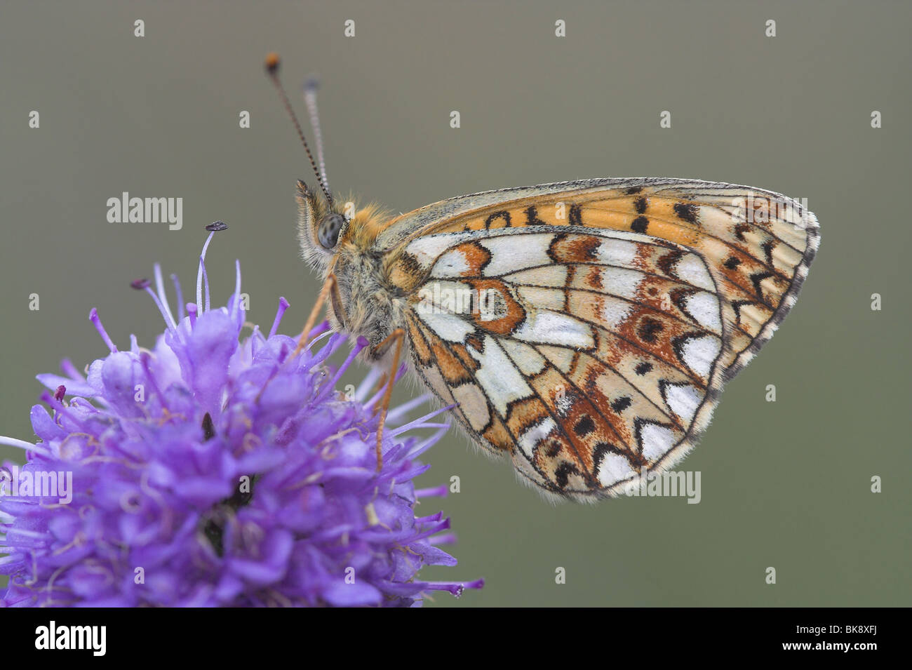 Small Pearl-bordered Fritillary underwing view Stock Photo - Alamy