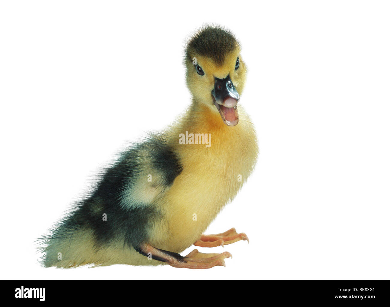 Duck breeding Cut Out Stock Images & Pictures - Alamy