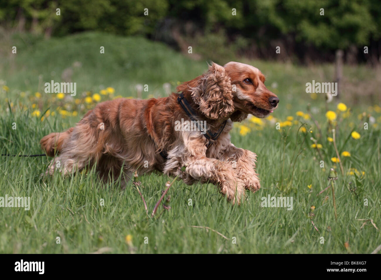 running English Cocker Spaniel Stock Photo - Alamy