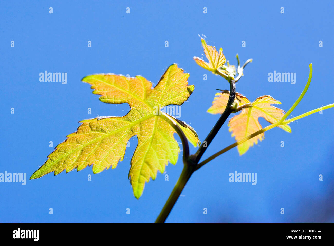 Vine shoot hi-res stock photography and images - Alamy