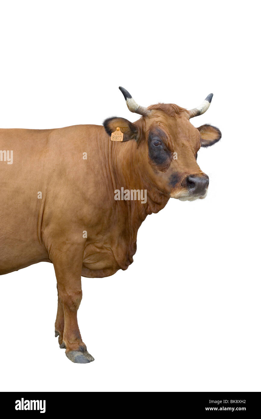 Tarentaise cattle hi-res stock photography and images - Alamy
