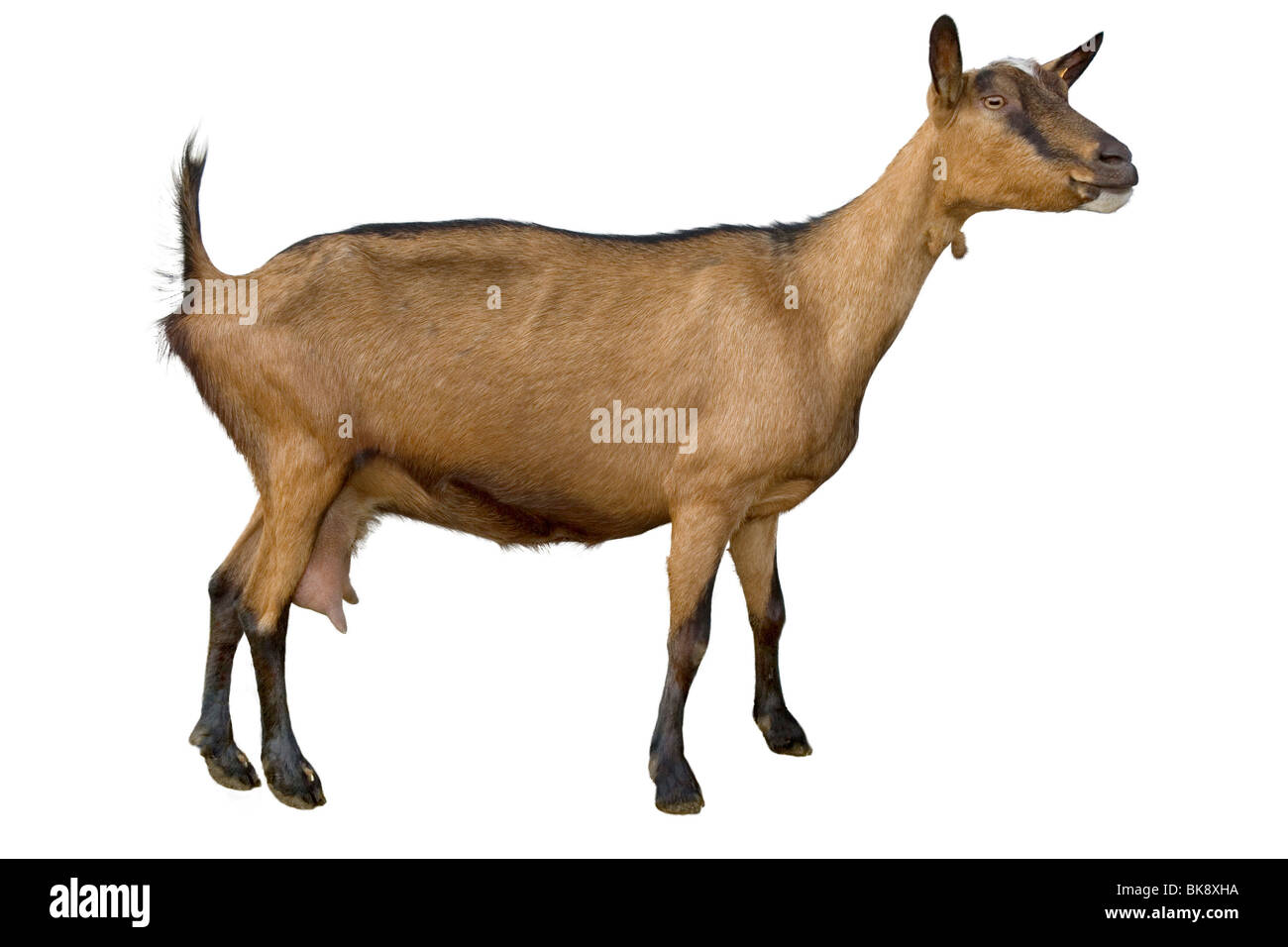 Alpine photo Cut Out Stock Images & Pictures - Alamy