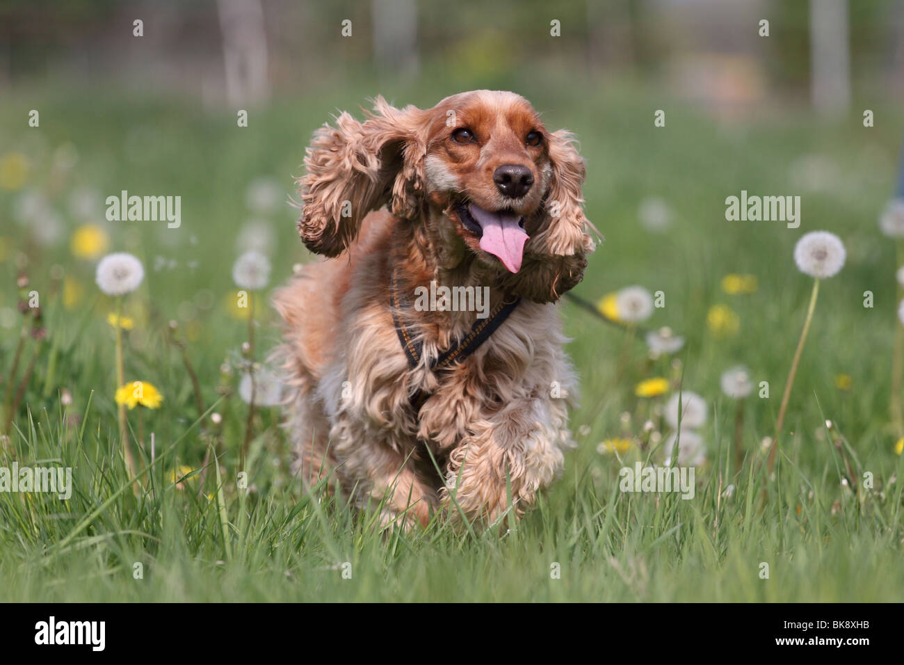 running English Cocker Spaniel Stock Photo - Alamy