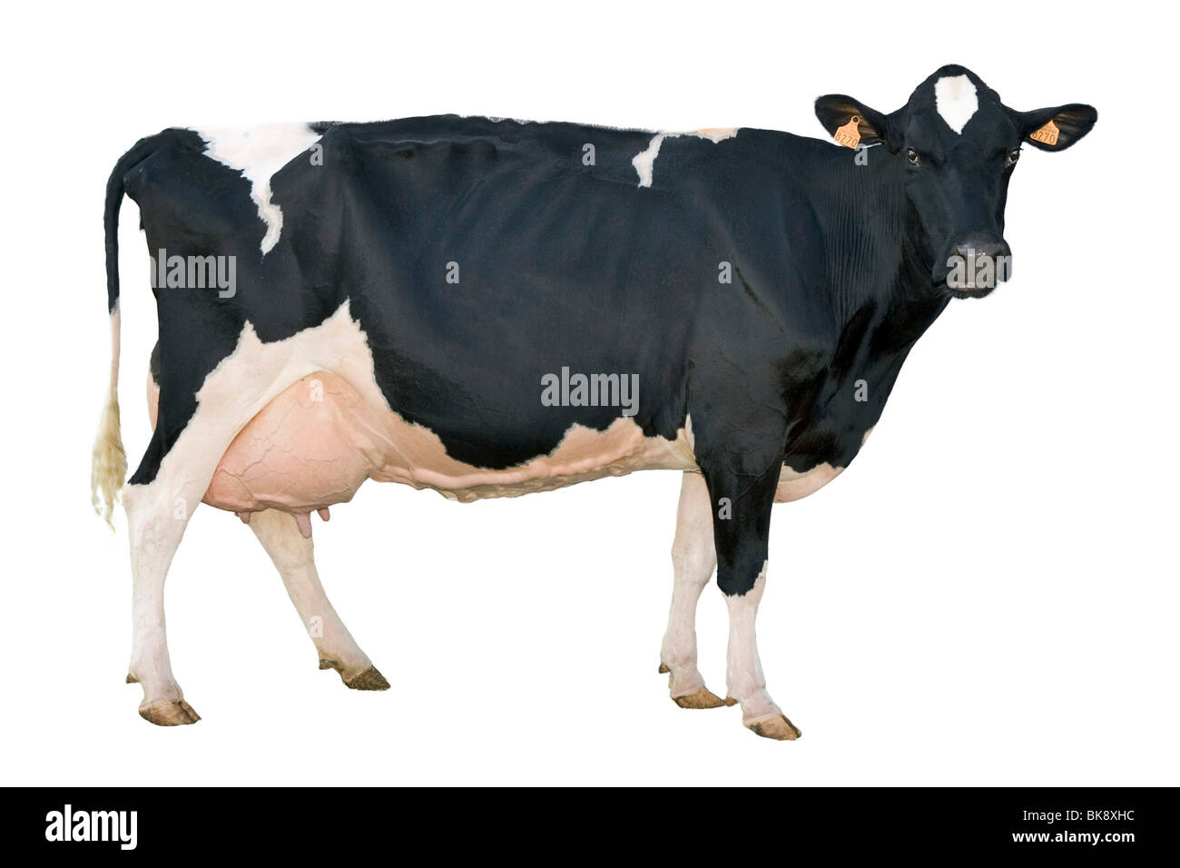 Holstein cow cutout hi-res stock photography and images - Alamy