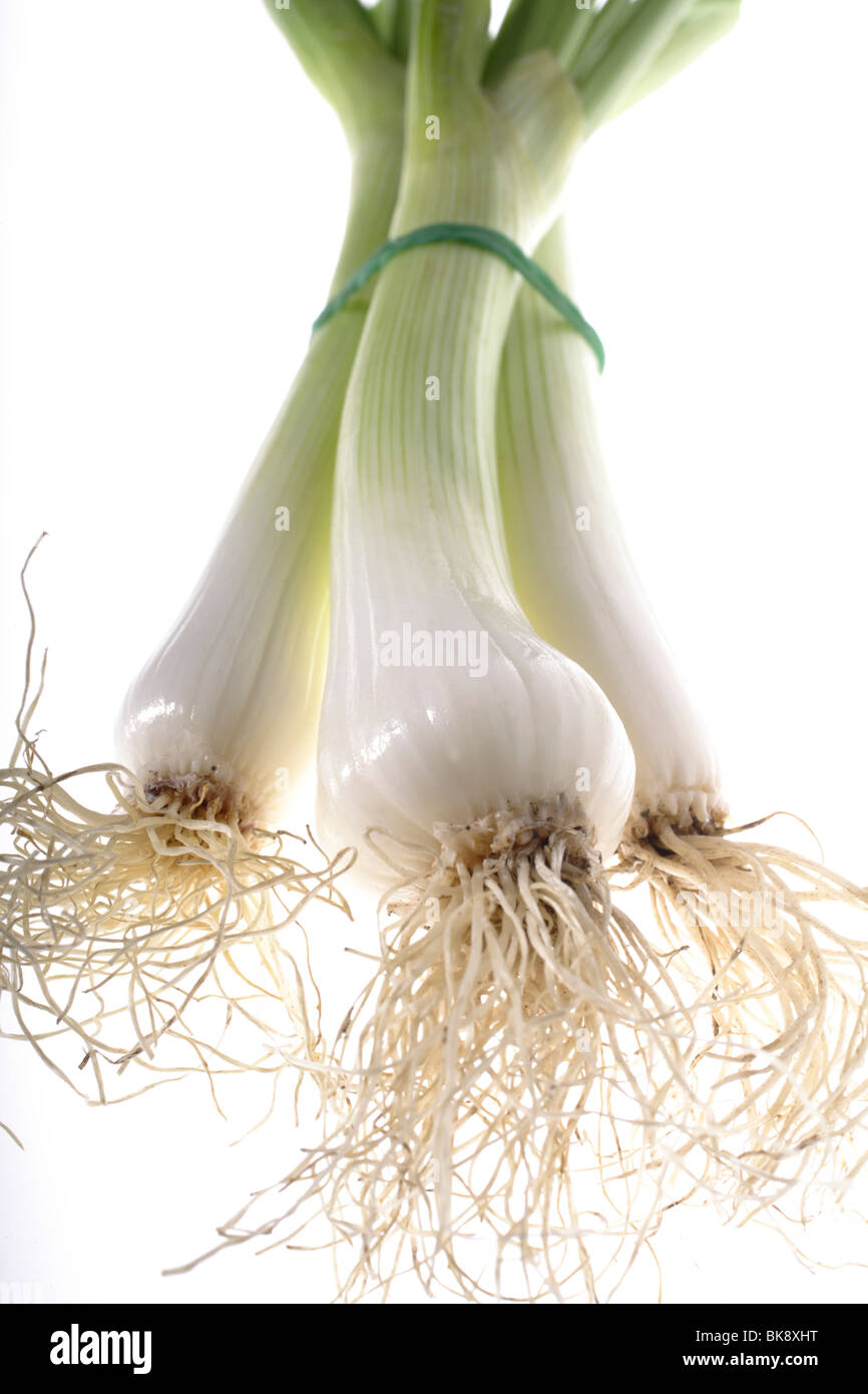 Bunch of spring onions (Allium fistulosum Stock Photo - Alamy