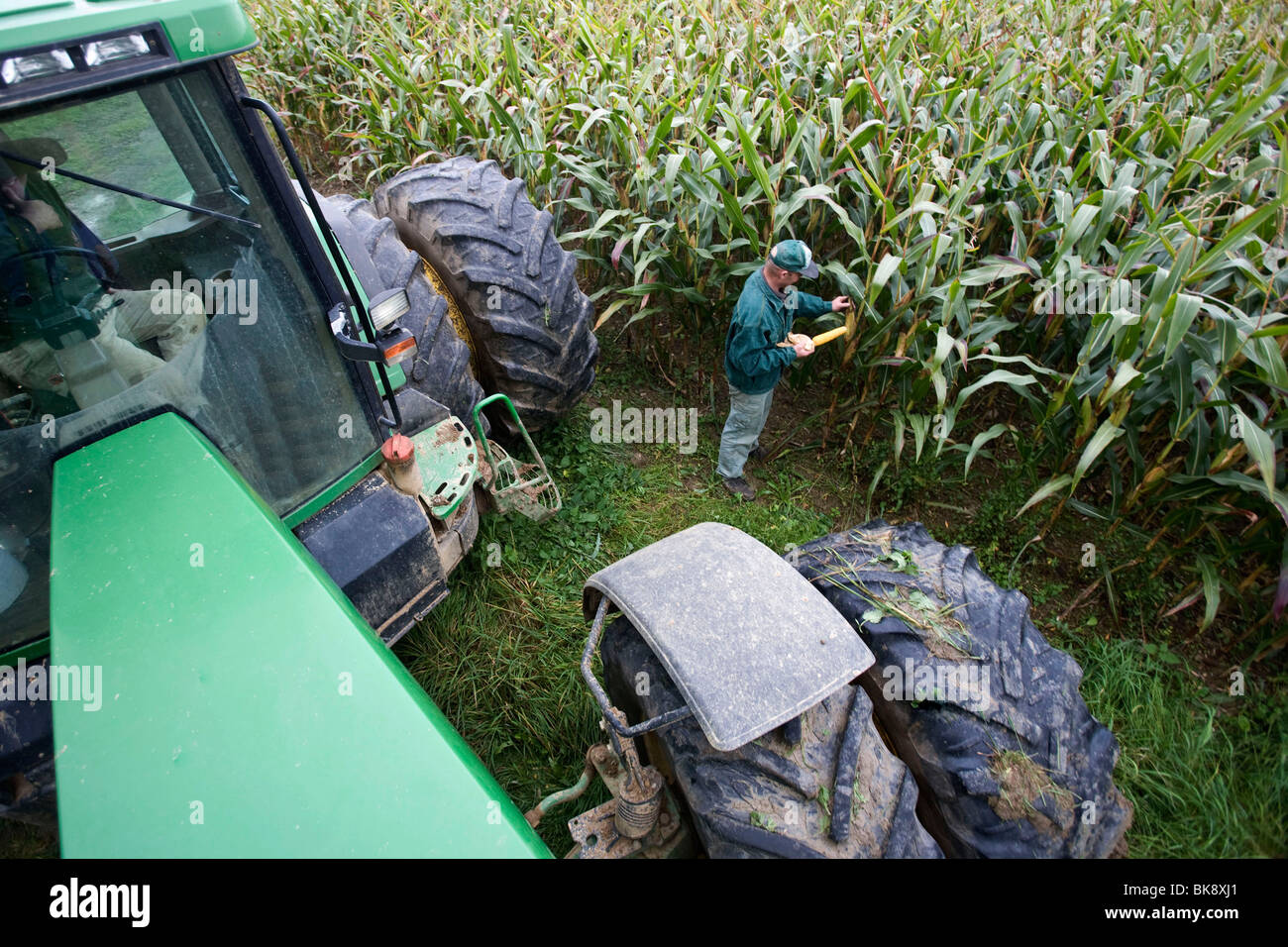 Field of transgenic corn in the United States Stock Photo - Alamy