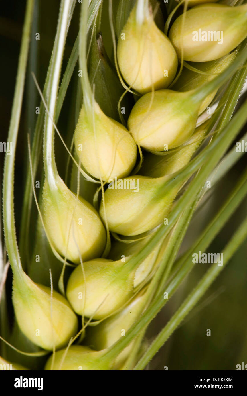 Six row barley hi-res stock photography and images - Alamy