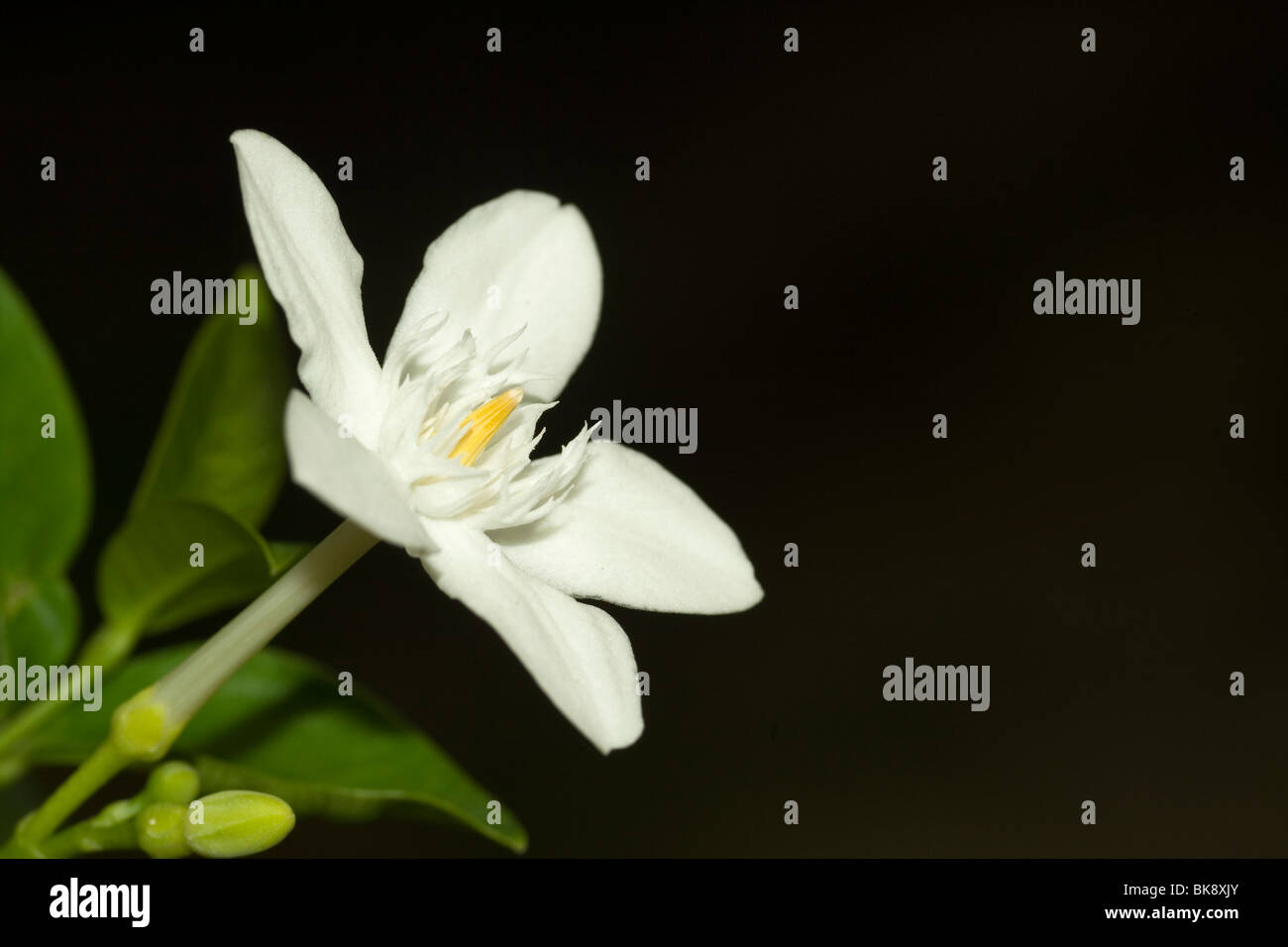 A white garden flower with center petals which looks like burning fire ...