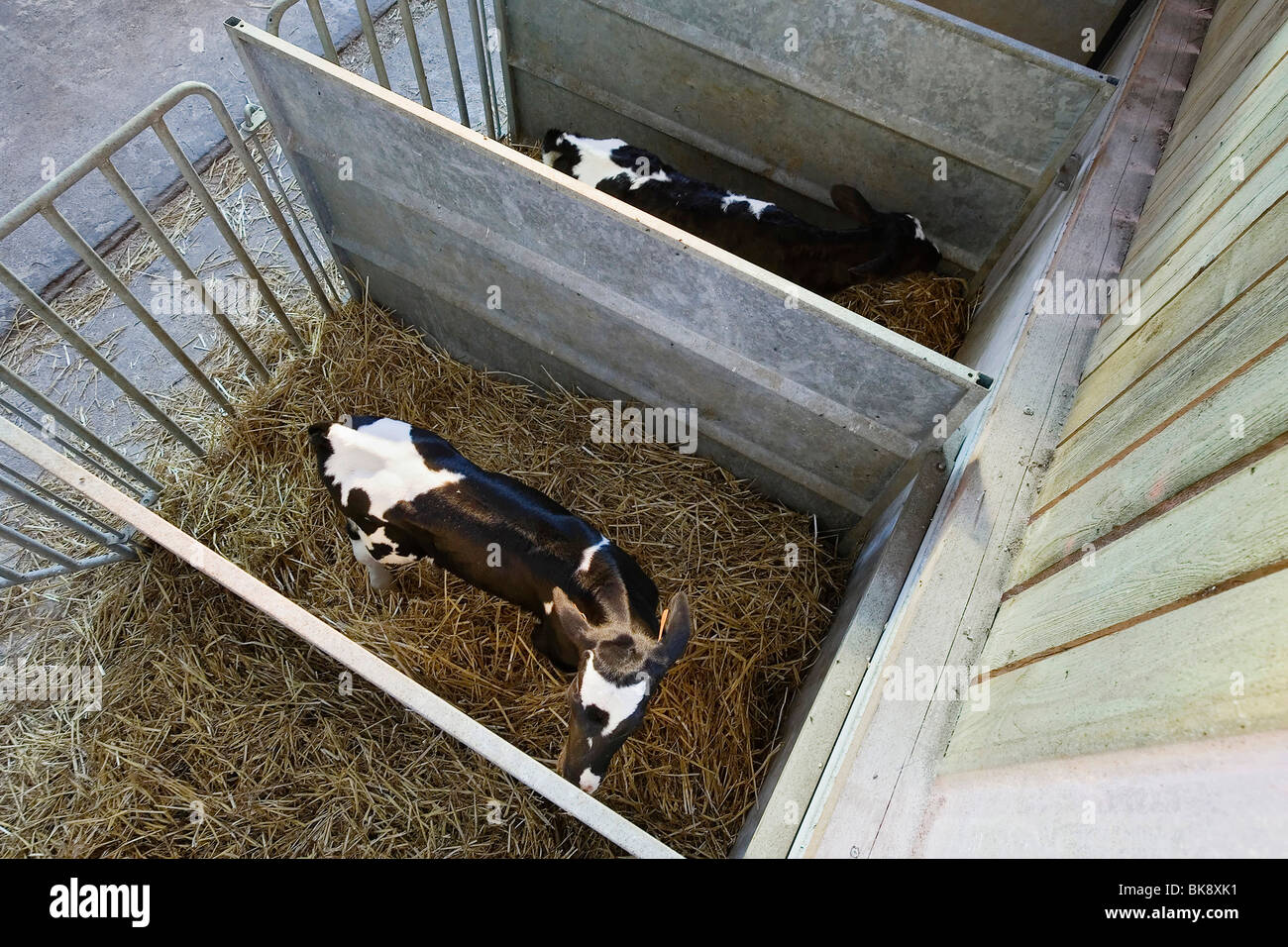 Box calves hi-res stock photography and images - Alamy