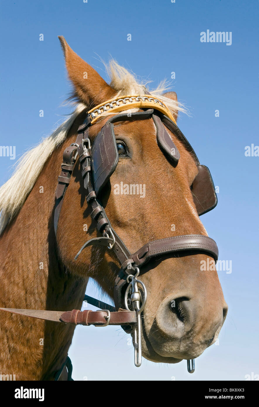 Comtois horse hi-res stock photography and images - Alamy