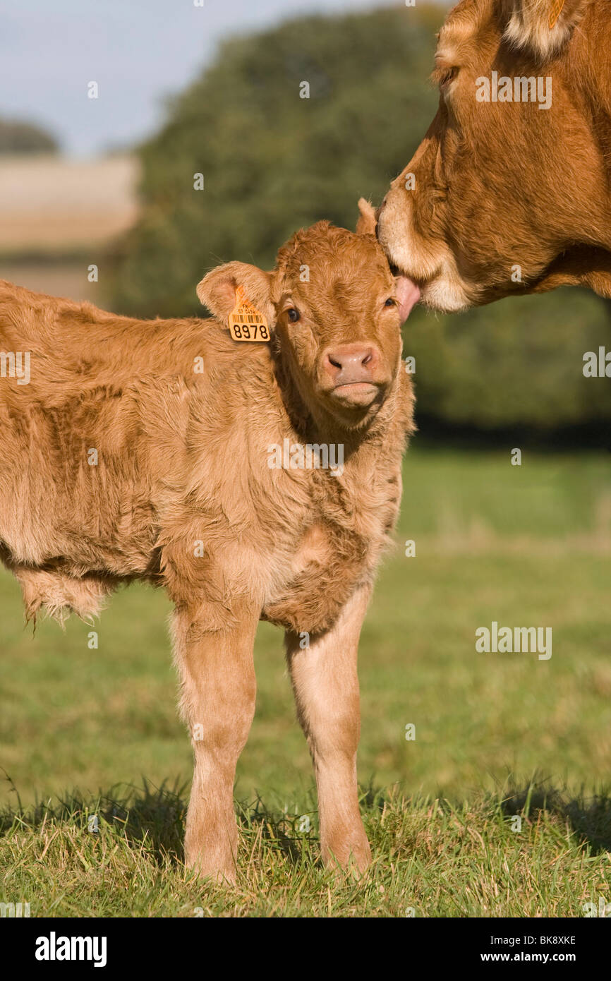 Limousin cow lick hi-res stock photography and images - Alamy