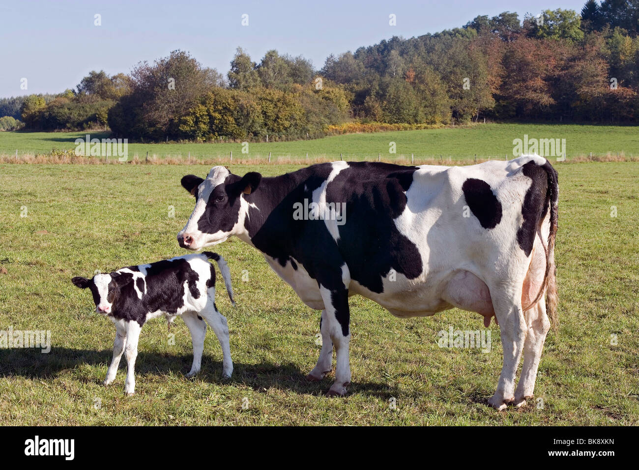 K holstein hi-res stock photography and images - Alamy