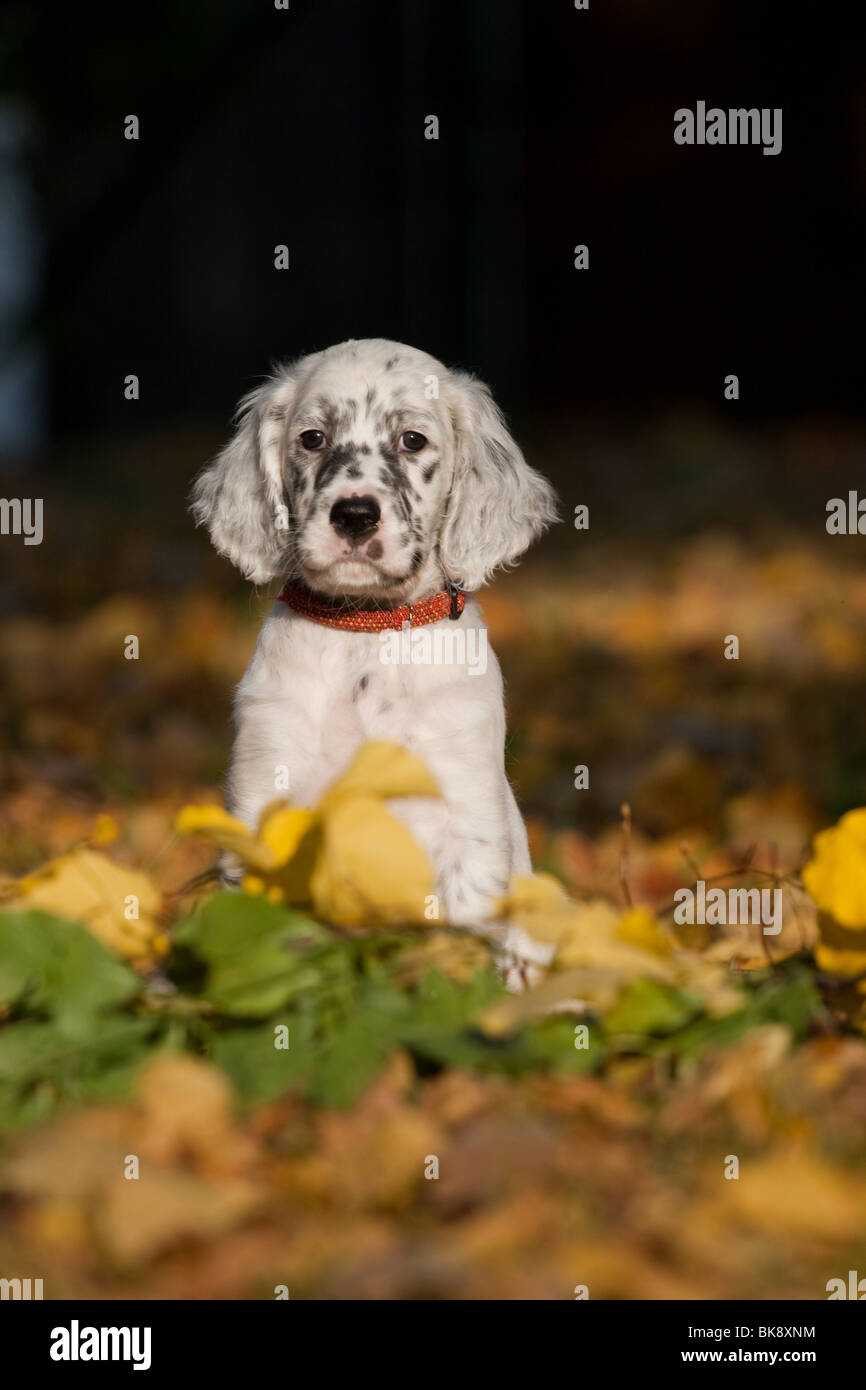 English Setter Puppy Stock Photo - Alamy