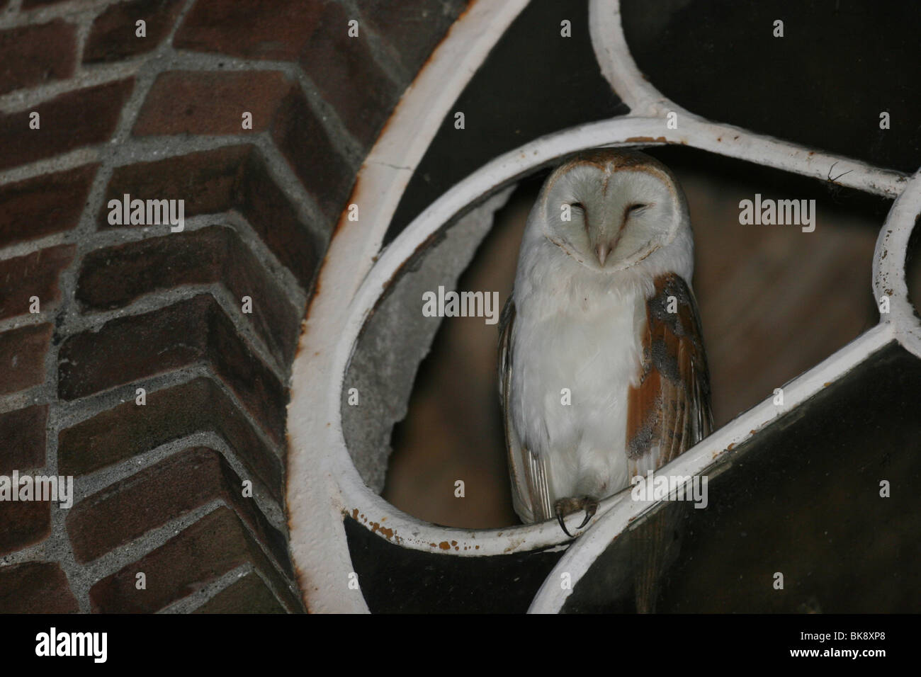 Barn owl in a barn window Stock Photo - Alamy
