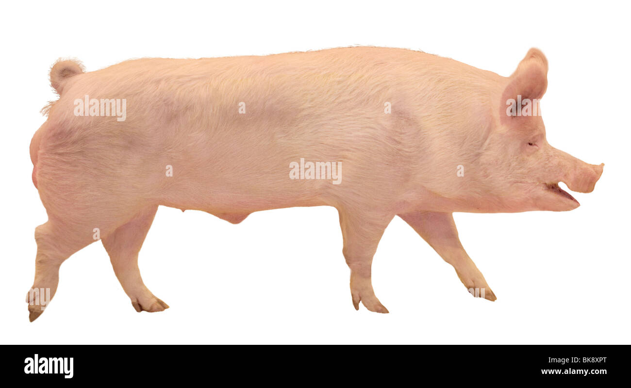 Large White boar Stock Photo - Alamy