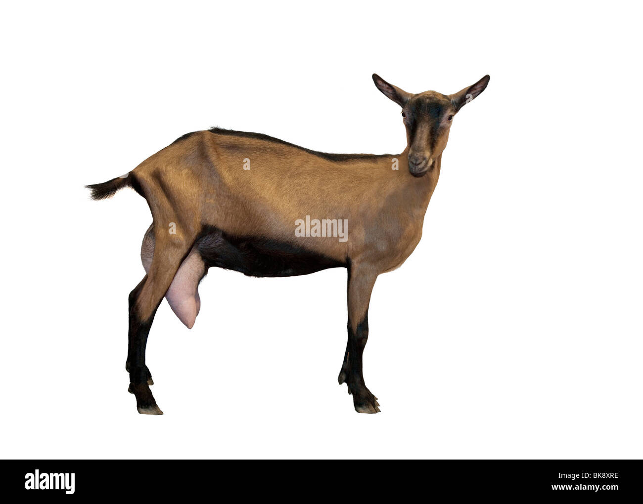 Agriculture alpine Cut Out Stock Images & Pictures - Alamy