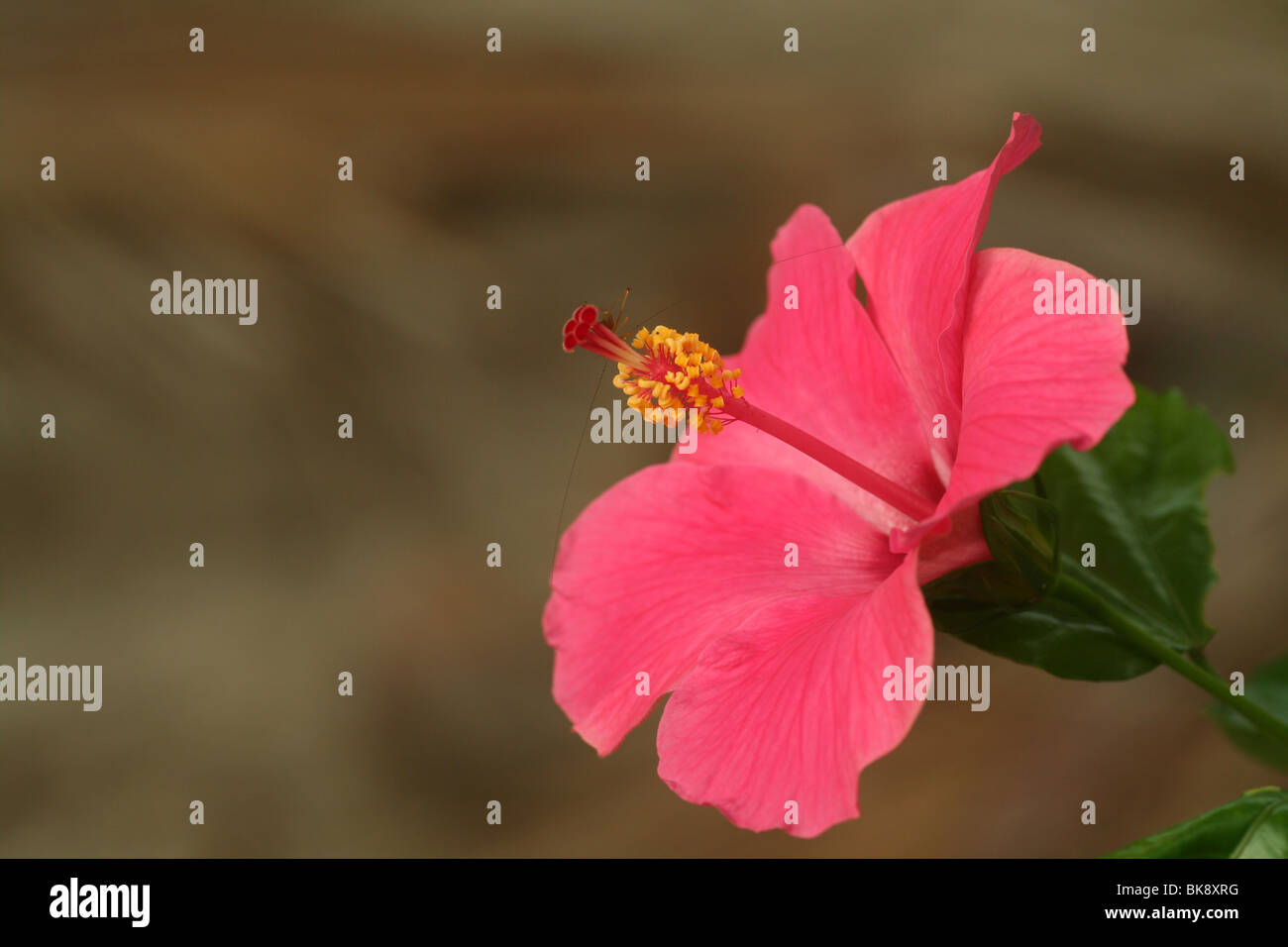 Kerala chembarathi flower hi-res stock photography and images - Alamy