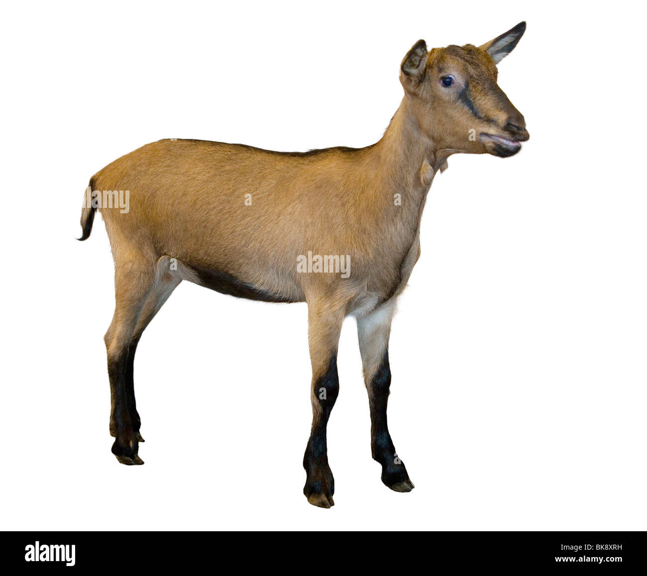 Alpine goat Cut Out Stock Images & Pictures - Alamy
