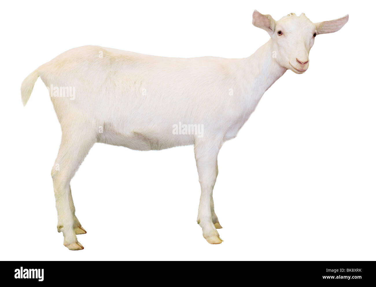 Saanen breed hi-res stock photography and images - Alamy