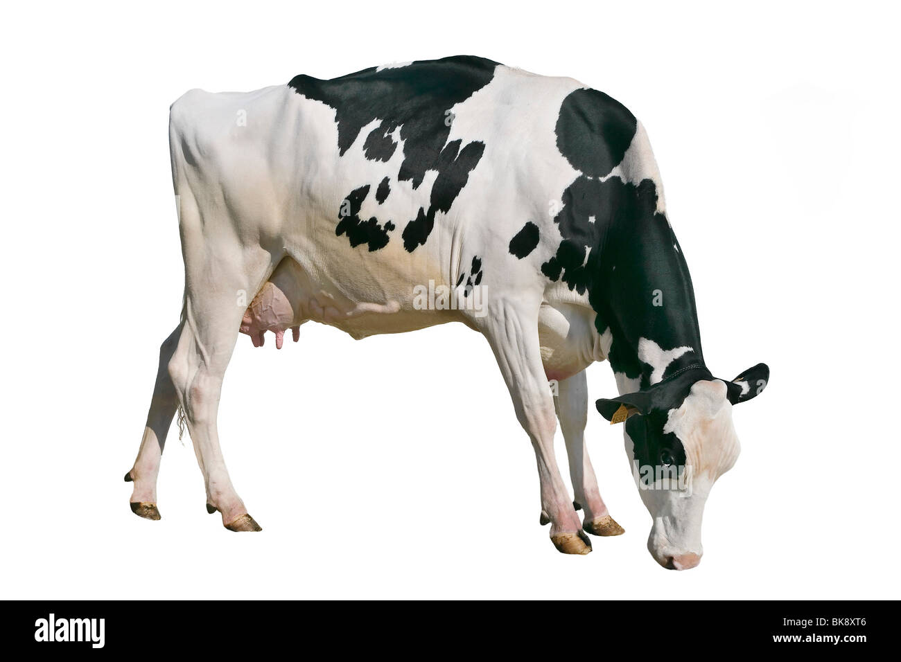 Holstein cow cutout hi-res stock photography and images - Alamy