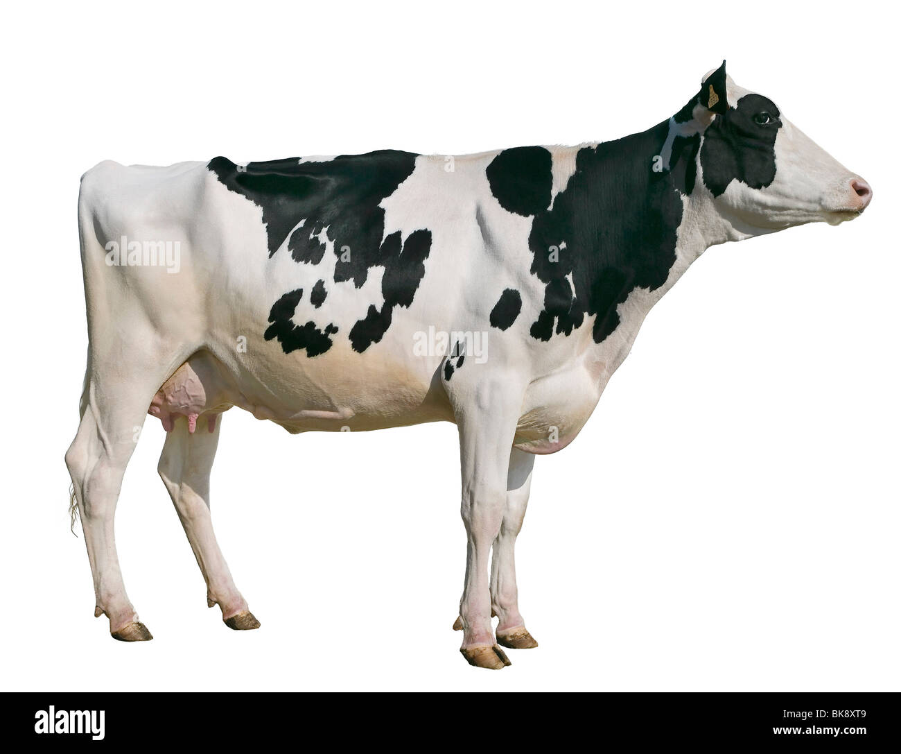 Holstein cow cutout hi-res stock photography and images - Alamy