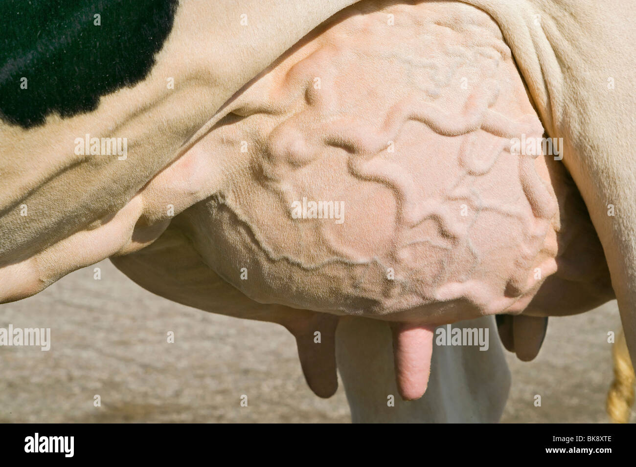 Cow's udder hi-res stock photography and images - Alamy