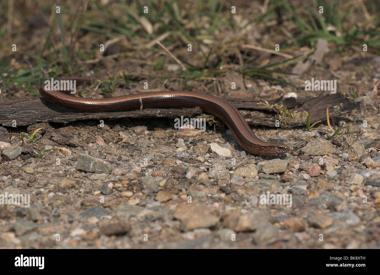 Hazelworm, Anguis fragilis, Slow Worm Stock Photo - Alamy