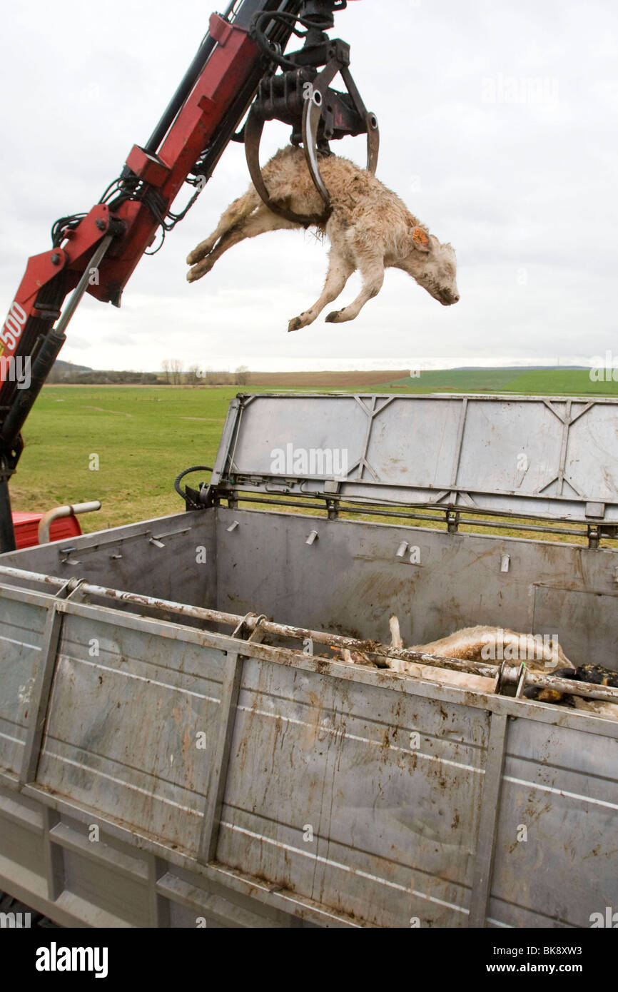 Cadaver body farm hi-res stock photography and images - Alamy