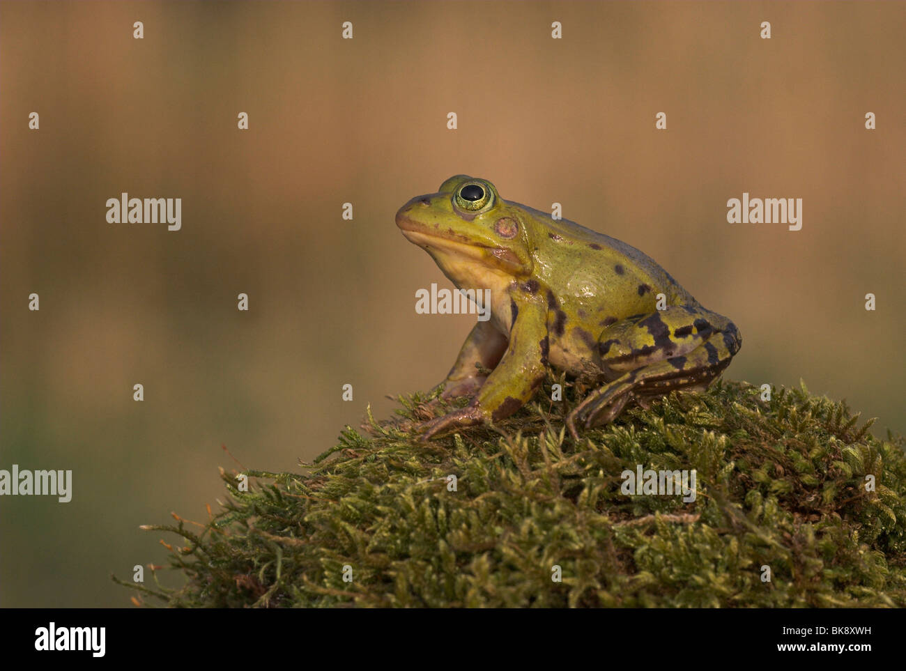 Poelkikker, Rana lessonae, Poolfrog Stock Photo - Alamy